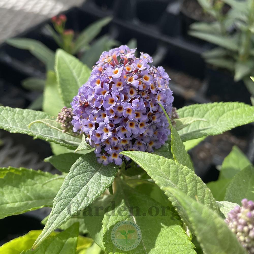Butterfly Bush (Buddleja davidii Little Rockstars Blue) in the ...