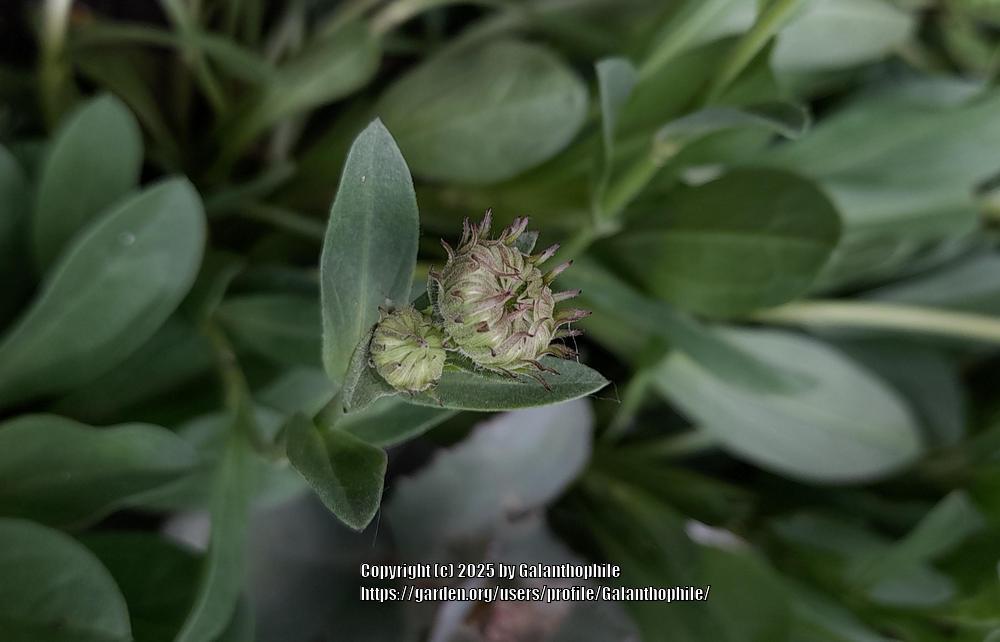Photo of the closeup of buds, sepals and receptacles of Erigeron ...