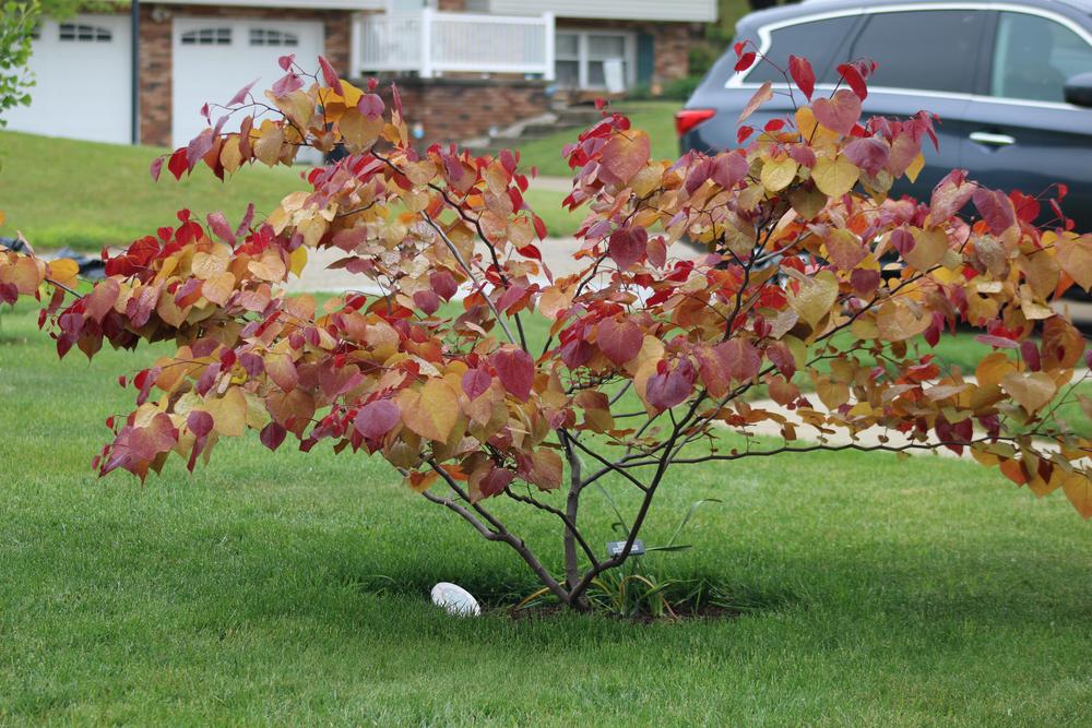 Photo of the entire plant of Eastern Redbud (Cercis canadensis Flame ...