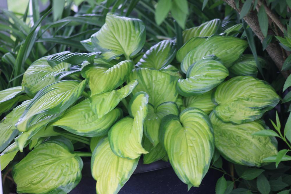 Hosta 'Stained Glass' in the Hostas Database - Garden.org