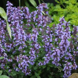 Catmints: Collection of Varieties - Garden.org