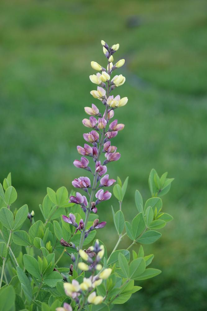 Photo of the bloom of Wild Indigo (Baptisia Decadence® Deluxe Pink ...