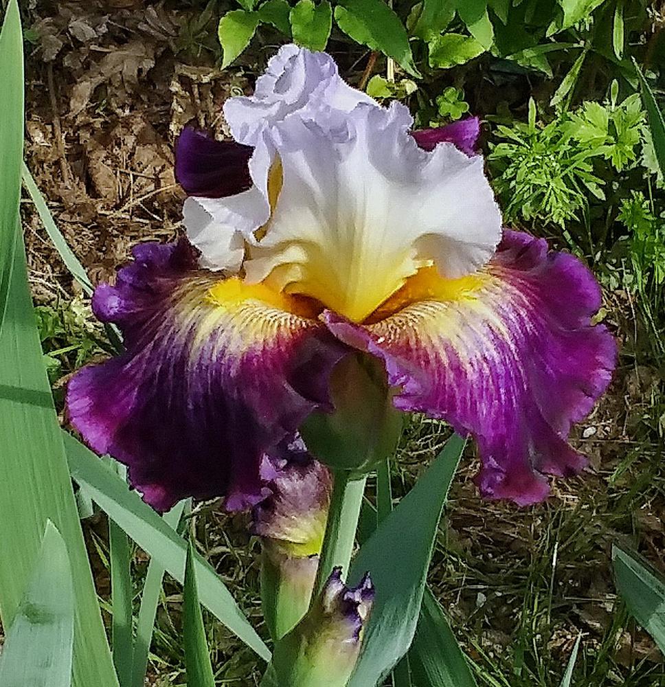 Lyn's 2025 Iris Adventure in the Irises forum - Garden.org