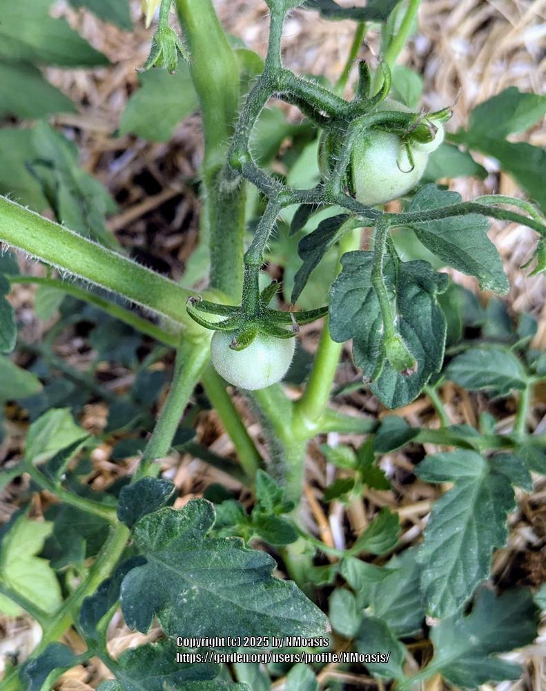Photo of the emerging growth of Tomato (Solanum lycopersicum ...