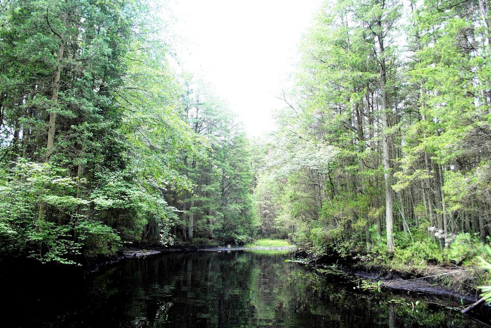 Photo of the habitat view of Atlantic White Cedar (Chamaecyparis ...