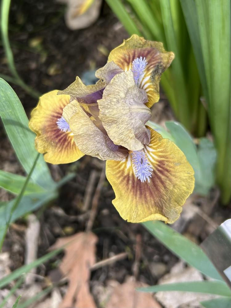 Standard Dwarf Bearded Iris (Iris 'Olive Fusion') in the Irises ...