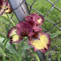 Photo of the bloom of Tall Bearded Iris (Iris 'Straight Up') posted by ...