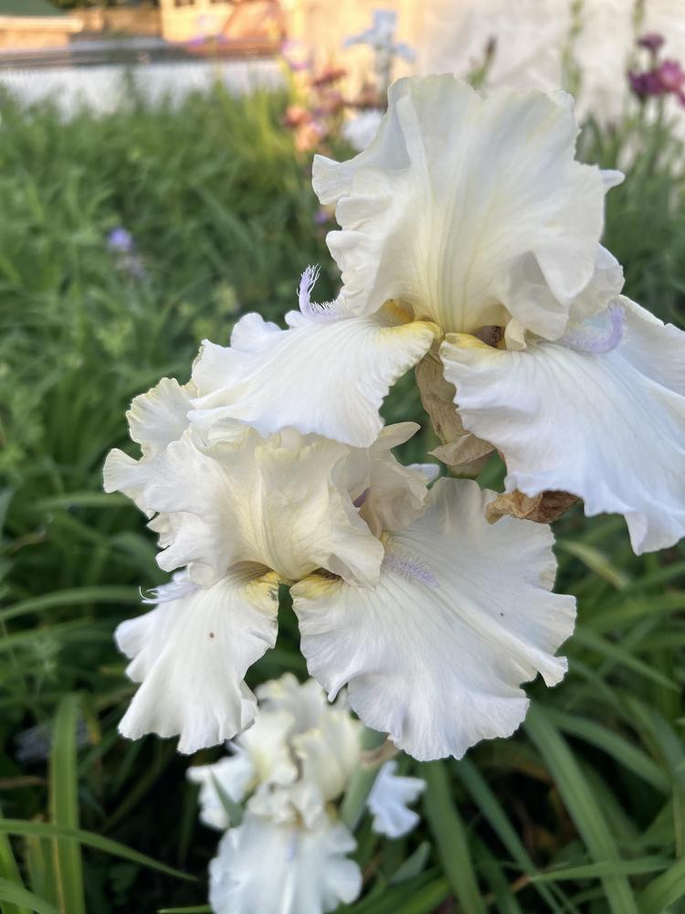 Photo of the bloom of Tall Bearded Iris (Iris 'Point to the Sun ...