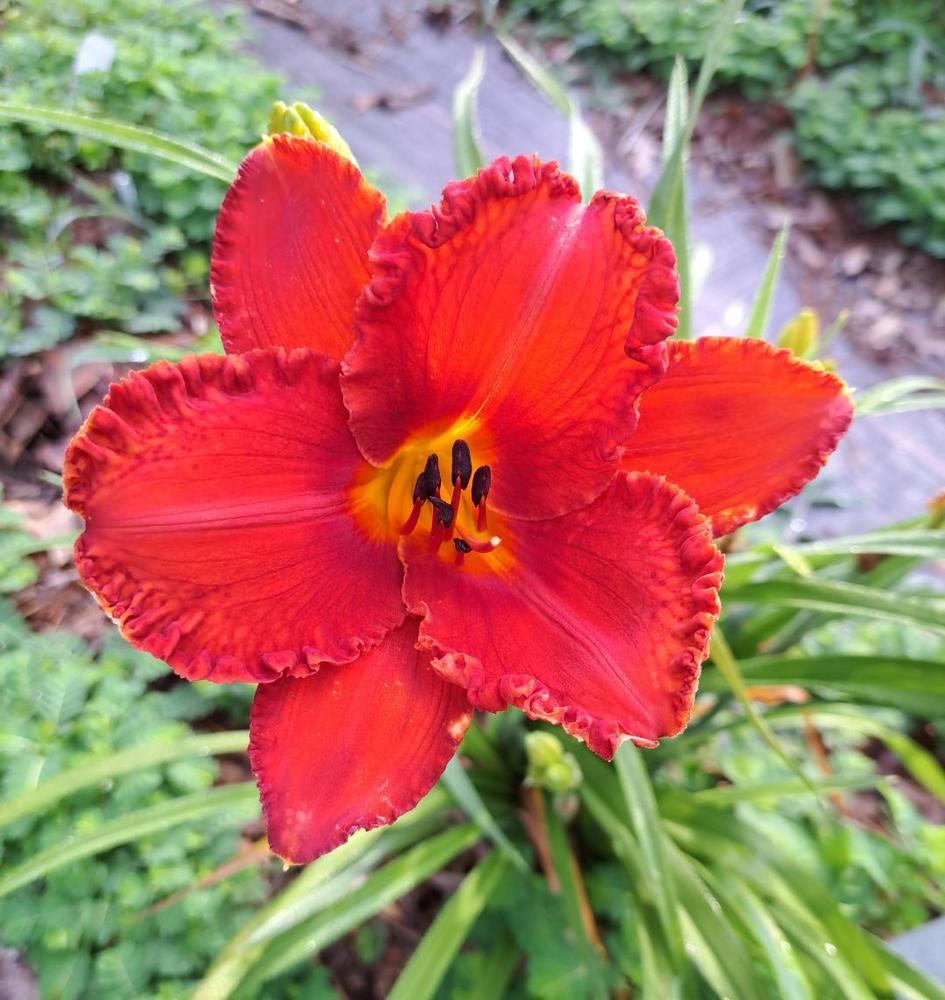 Photo of the bloom of Daylily (Hemerocallis 'Wayside Red Ensign ...