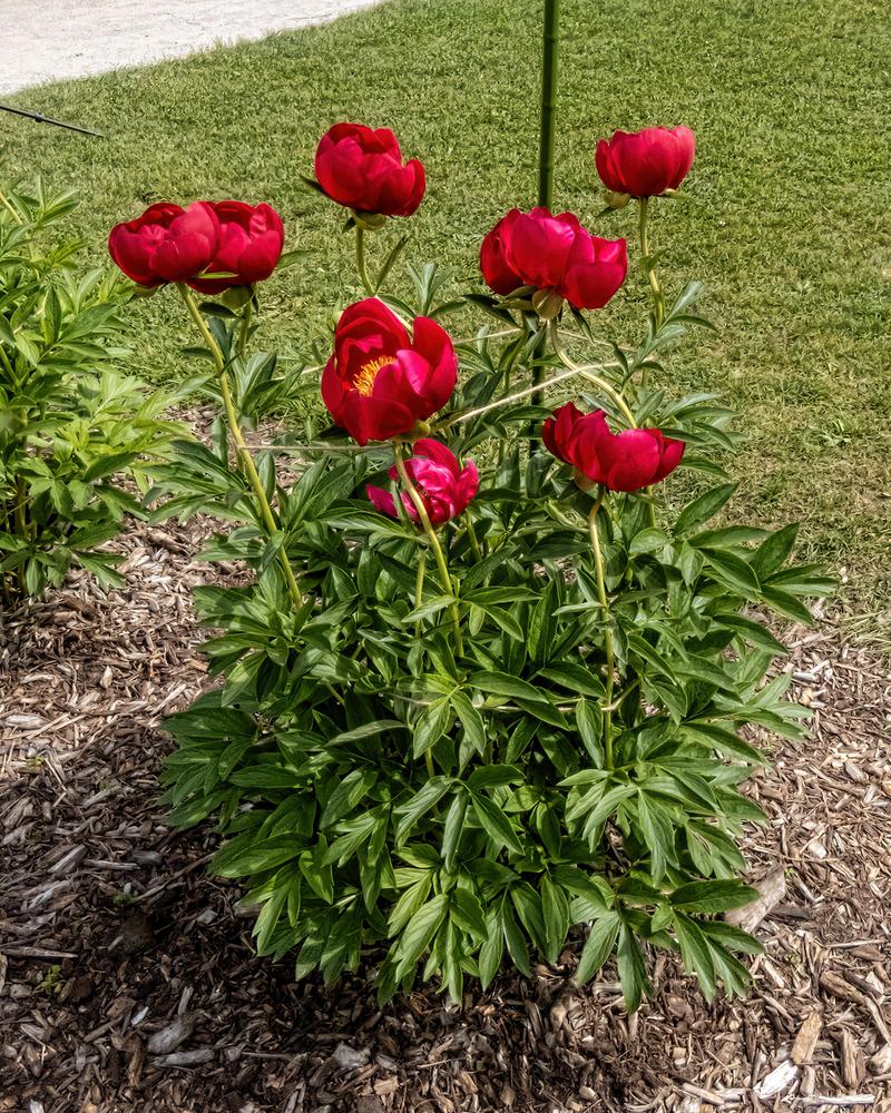 Photo of the entire plant of Peony (Paeonia 'Bright Knight') posted by ...
