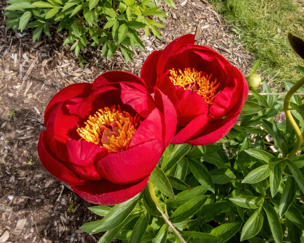 Photo of the bloom of Peony (Paeonia 'Bright Knight') posted by ...