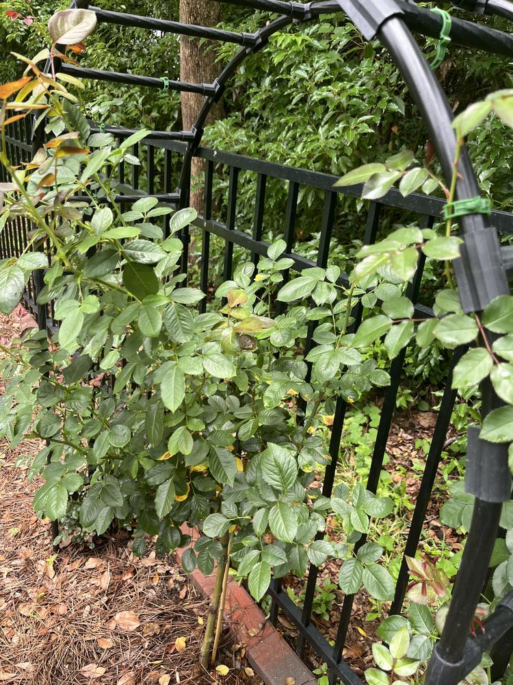 Yellowing Leaves in the Roses forum - Garden.org