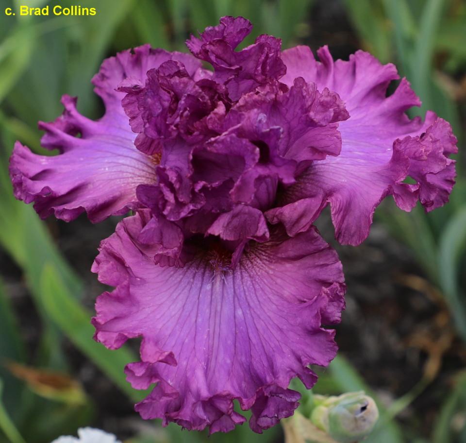 Viewing post #3259442 by LynNY - Garden.org