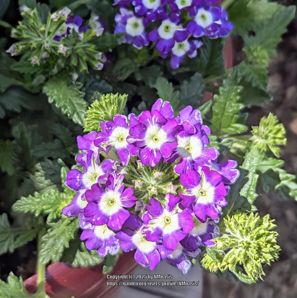 Garden Verbena (Verbena x hybrida Obsession™ Blue with Eye) - Garden.org