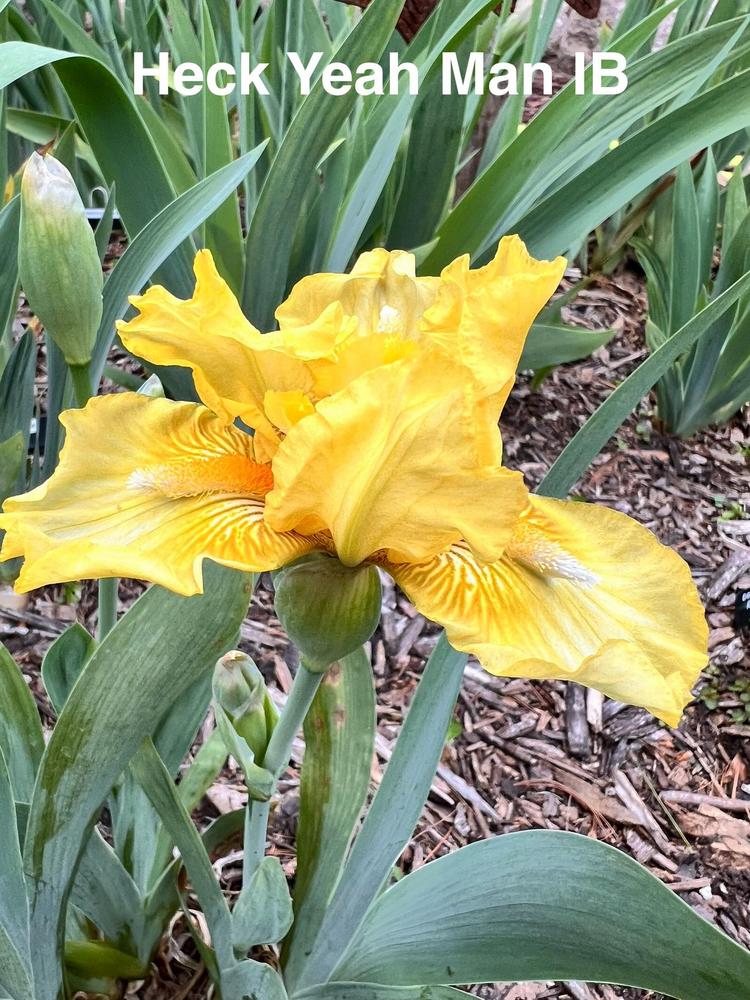Intermediate Bearded Iris (Iris 'Heck Yeah Man') in the Irises Database - Garden.org