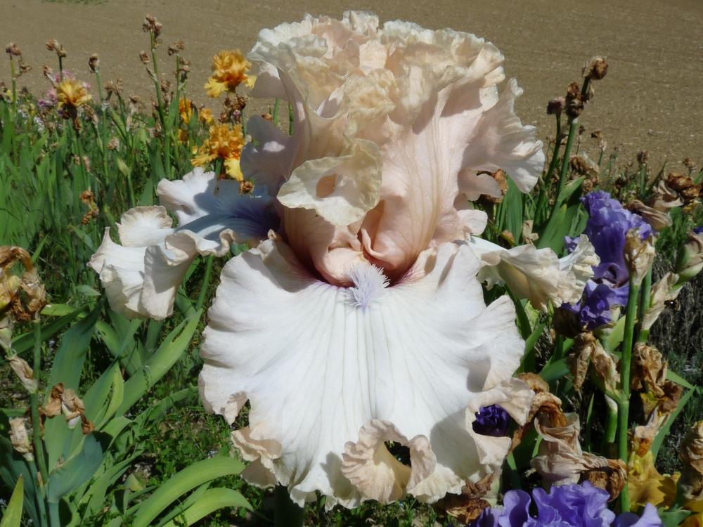 Tall Bearded Iris (Iris 'Just You and Me') in the Irises Database ...