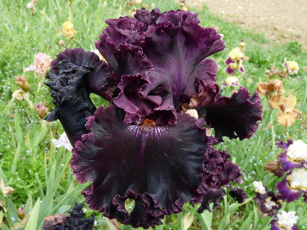 Tall Bearded Iris (Iris 'Mahagoni Lace') in the Irises Database ...