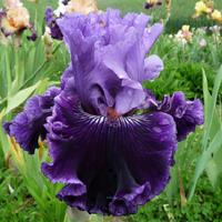 Tall Bearded Iris (Iris 'Rolling in the Deep') in the Irises Database ...