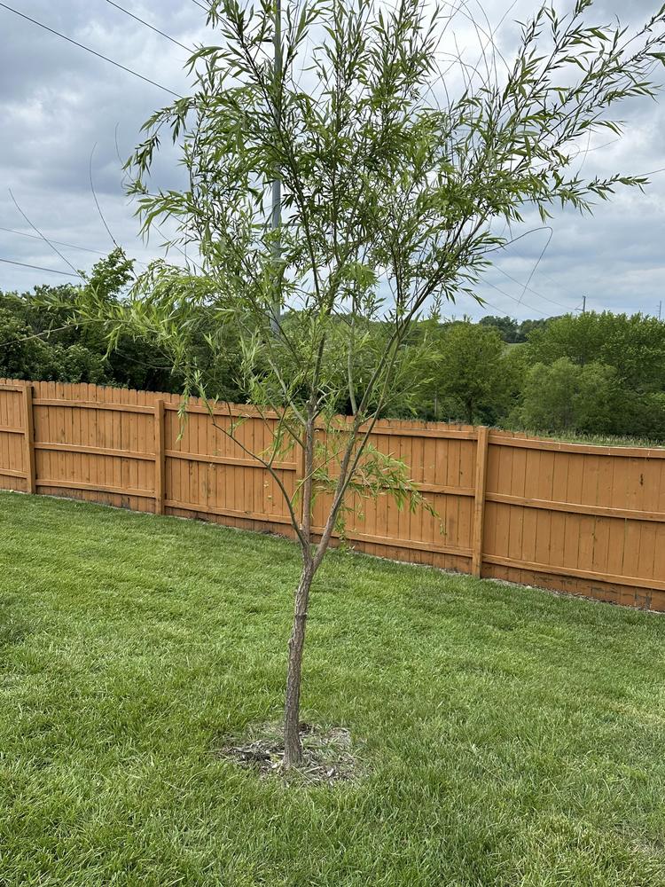 Weeping Willow Codominant Leaders in the Trees and Shrubs forum ...