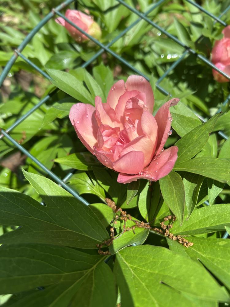 ITOH Peony ID please in the Peonies forum - Garden.org