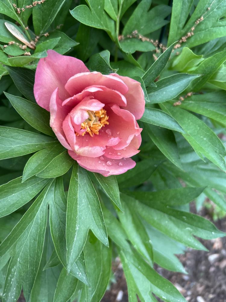 ITOH Peony ID please in the Peonies forum - Garden.org