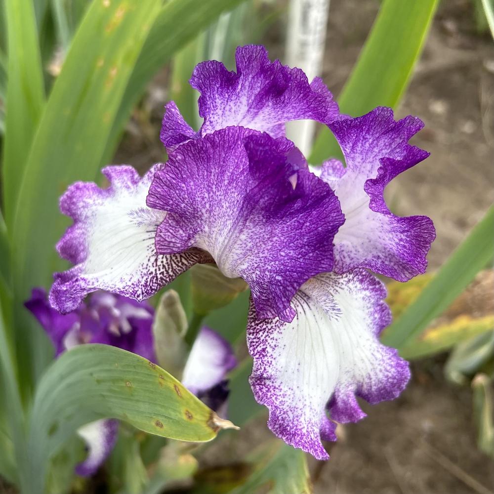 Photo of the bloom of Tall Bearded Iris (Iris 'Mariposa Autumn') posted ...