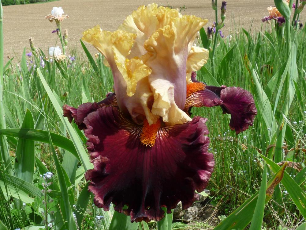Tall Bearded Iris (Iris 'Splash Out') in the Irises Database - Garden.org