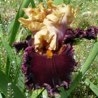 Photo of the bloom of Tall Bearded Iris (Iris 'Splash Out') posted by ...