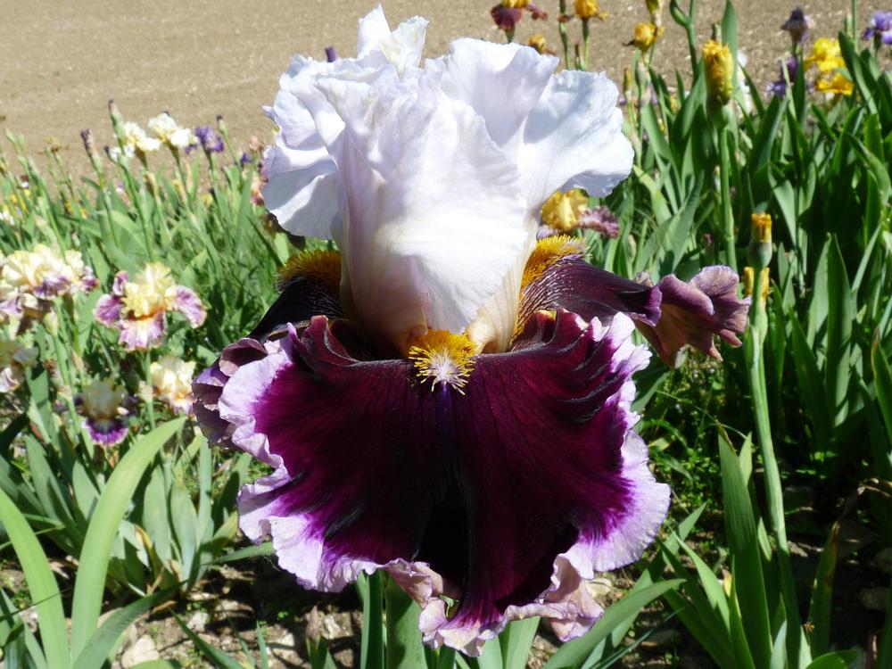 Photo of the bloom of Tall Bearded Iris (Iris 'When Doves Cry') posted ...