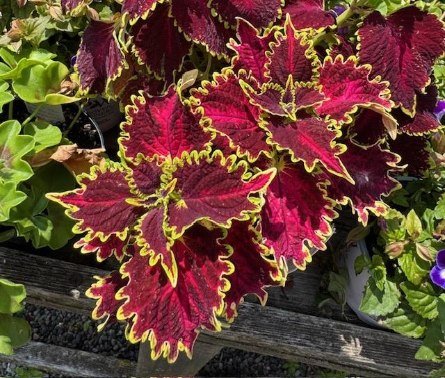 Photo of the entire plant of Coleus (Coleus scutellarioides Volcanica ...