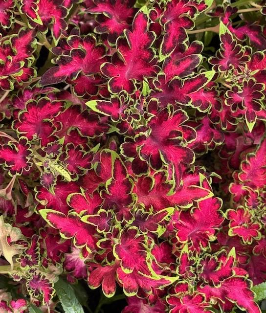 Coleus (Coleus scutellarioides 'Colocha Rose') in the Coleus Database ...