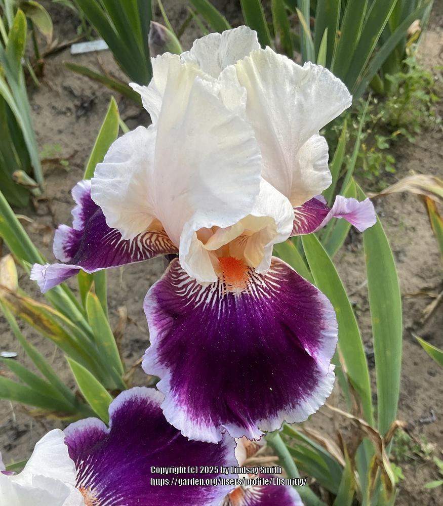 Tall Bearded Iris (Iris 'Rainbow Candy') in the Irises Database ...