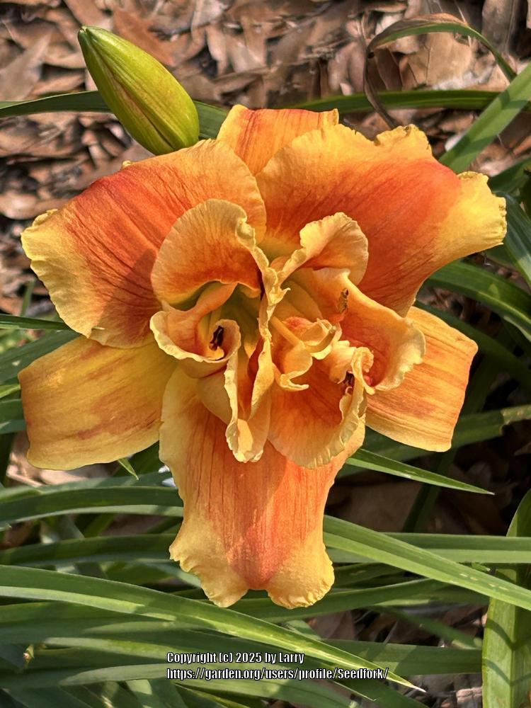 June Blooms 2025 in the Daylilies forum - Garden.org