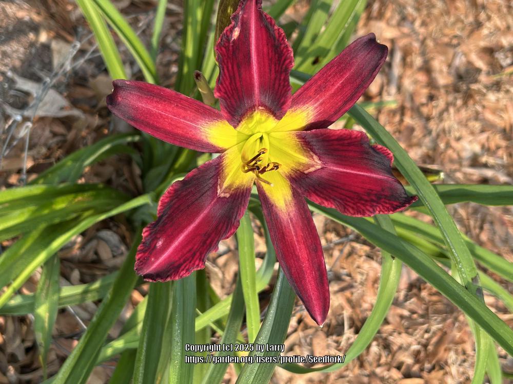 June Blooms 2025 in the Daylilies forum - Garden.org