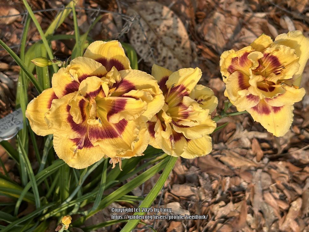 June Blooms 2025 in the Daylilies forum - Garden.org