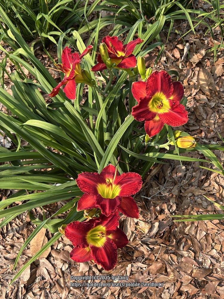June Blooms 2025 in the Daylilies forum - Garden.org
