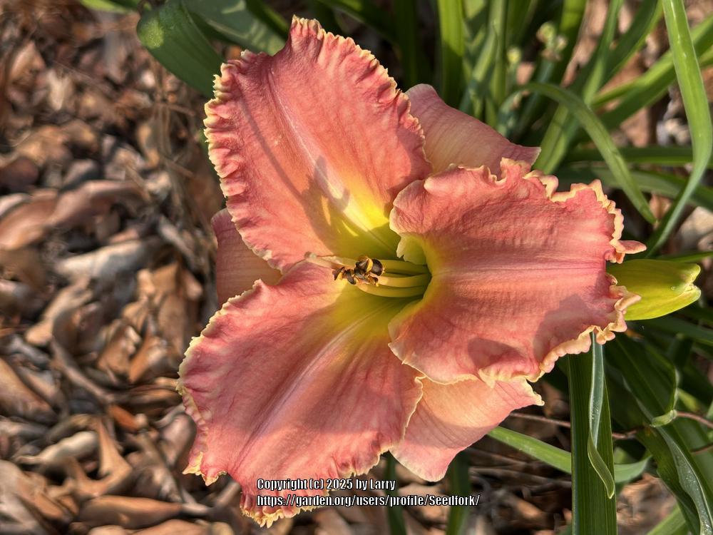 June Blooms 2025 in the Daylilies forum - Garden.org