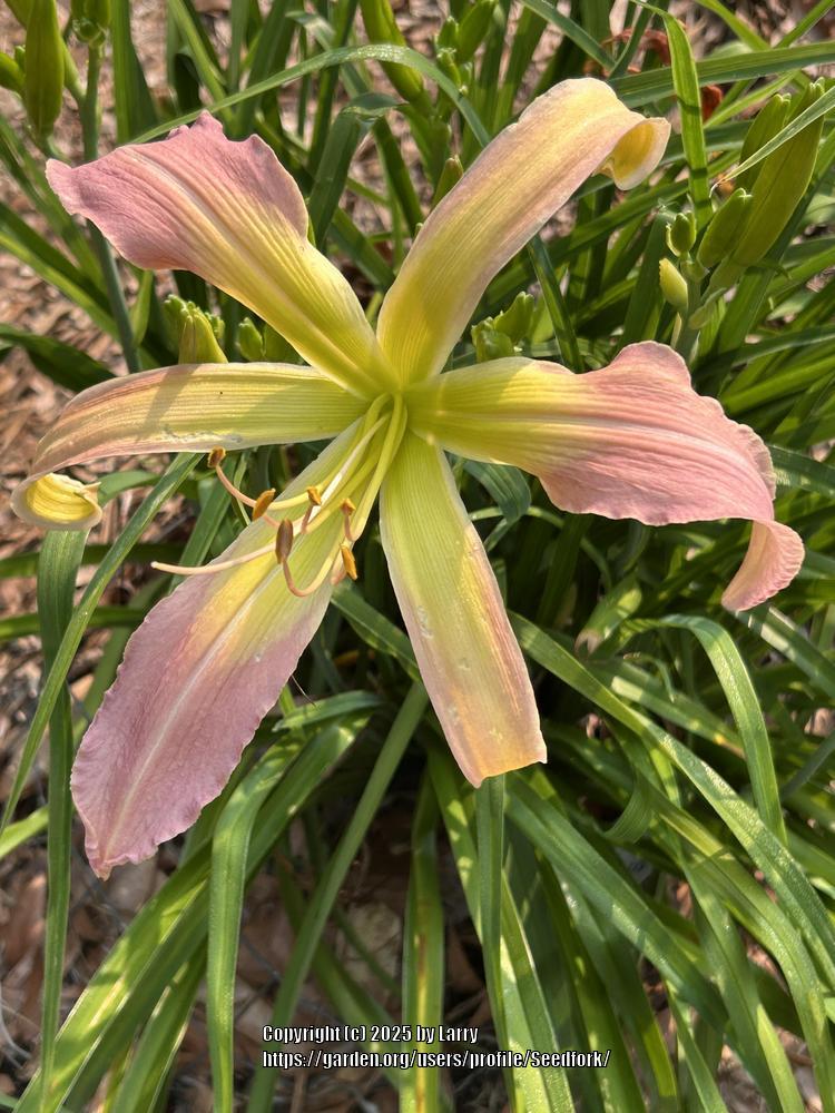 June Blooms 2025 in the Daylilies forum - Garden.org