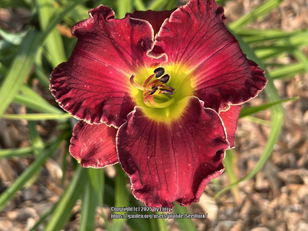 June Blooms 2025 in the Daylilies forum - Garden.org