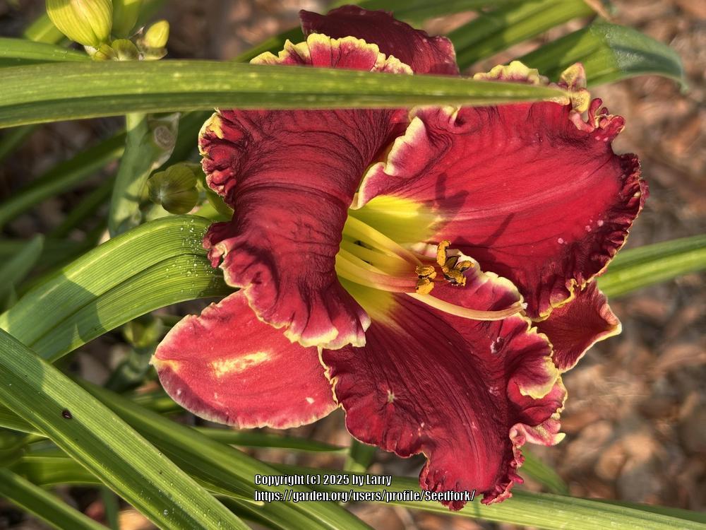 June Blooms 2025 in the Daylilies forum - Garden.org