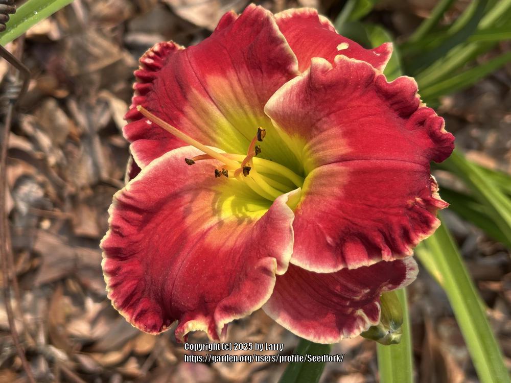 June Blooms 2025 in the Daylilies forum - Garden.org