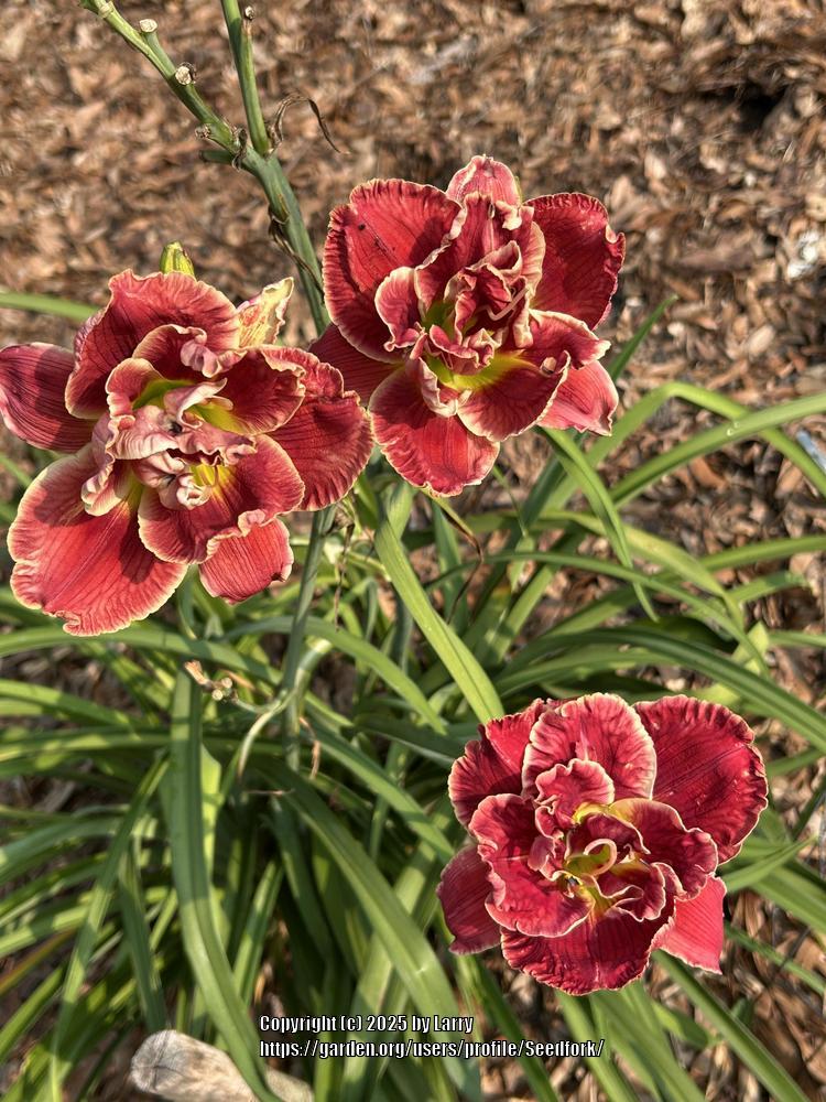 June Blooms 2025 in the Daylilies forum - Garden.org