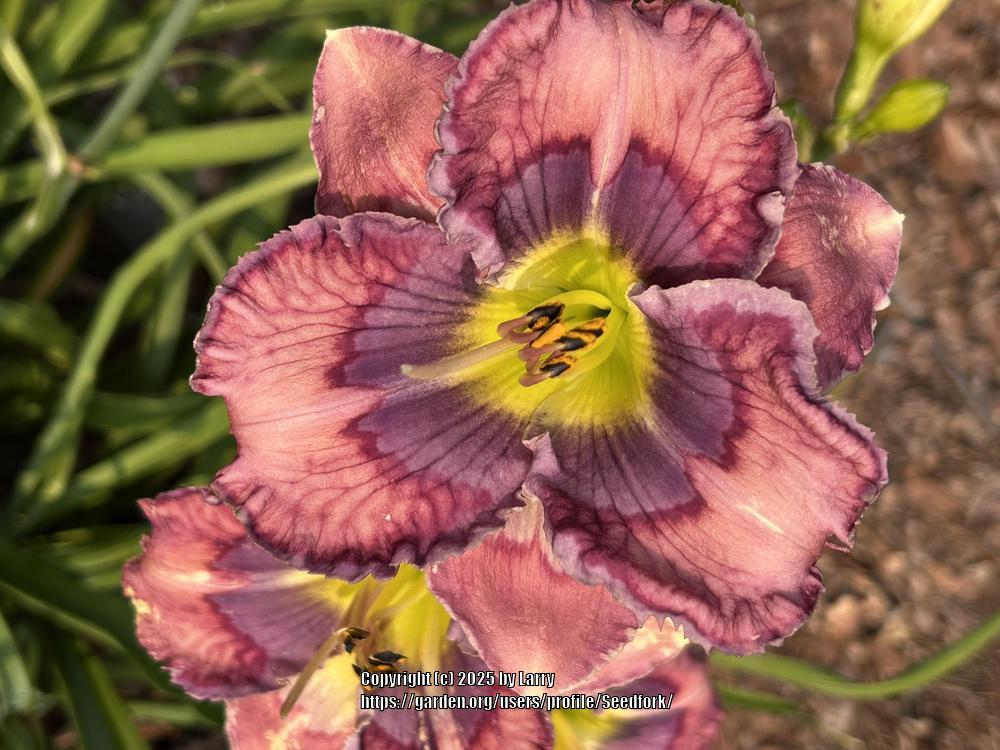 June Blooms 2025 in the Daylilies forum - Garden.org