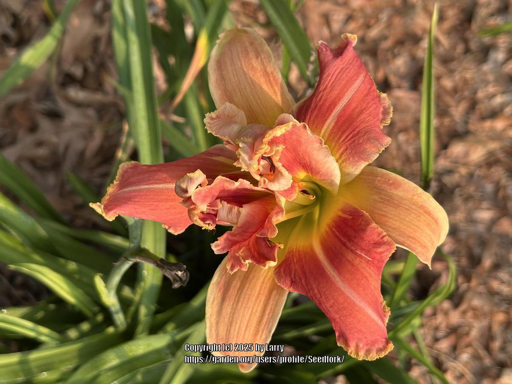 June Blooms 2025 in the Daylilies forum - Garden.org