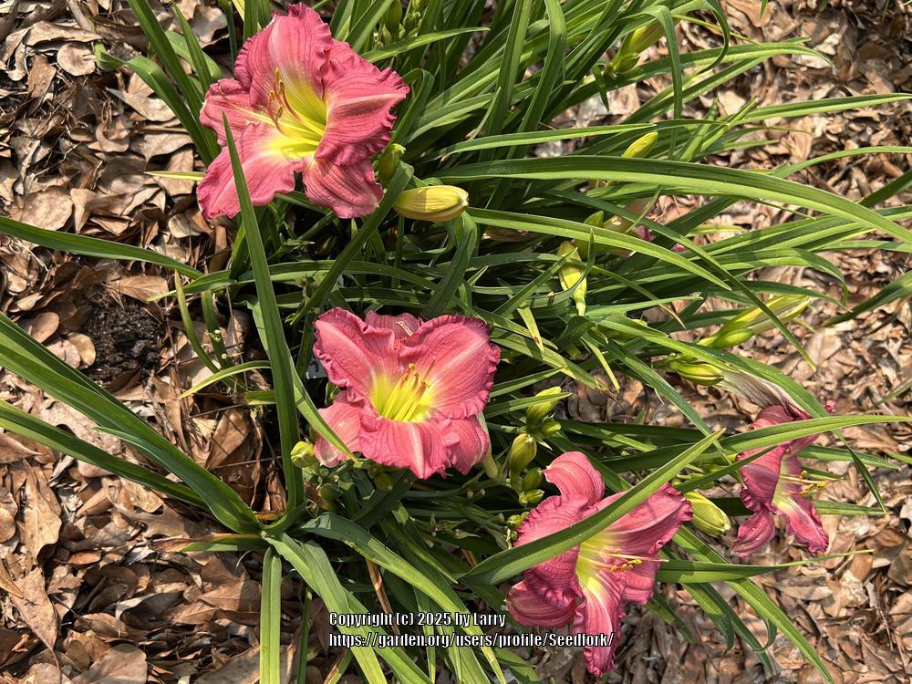 June Blooms 2025 in the Daylilies forum - Garden.org