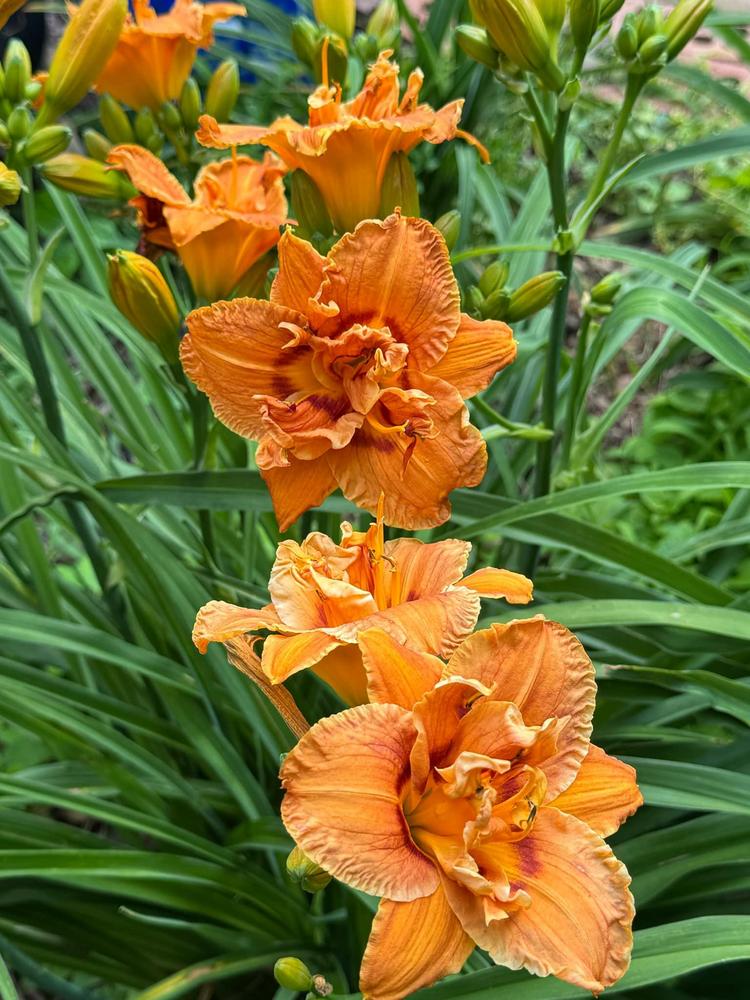 Photo of the entire plant of Daylily (Hemerocallis 'Ginger Spice') posted by TennCay - Garden.org