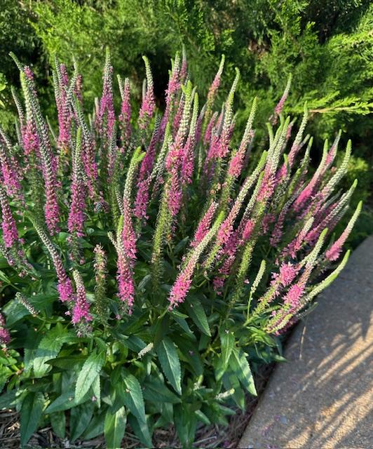 Spike Speedwell (Veronica 'Perfectly Picasso') in the Veronicas ...