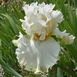 Photo of the bloom of Tall Bearded Iris (Iris 'Absolute Truth') posted ...