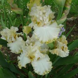 Photo of the bloom of Tall Bearded Iris (Iris 'Absolute Truth') posted ...