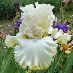 Photo of the bloom of Tall Bearded Iris (Iris 'Absolute Truth') posted ...